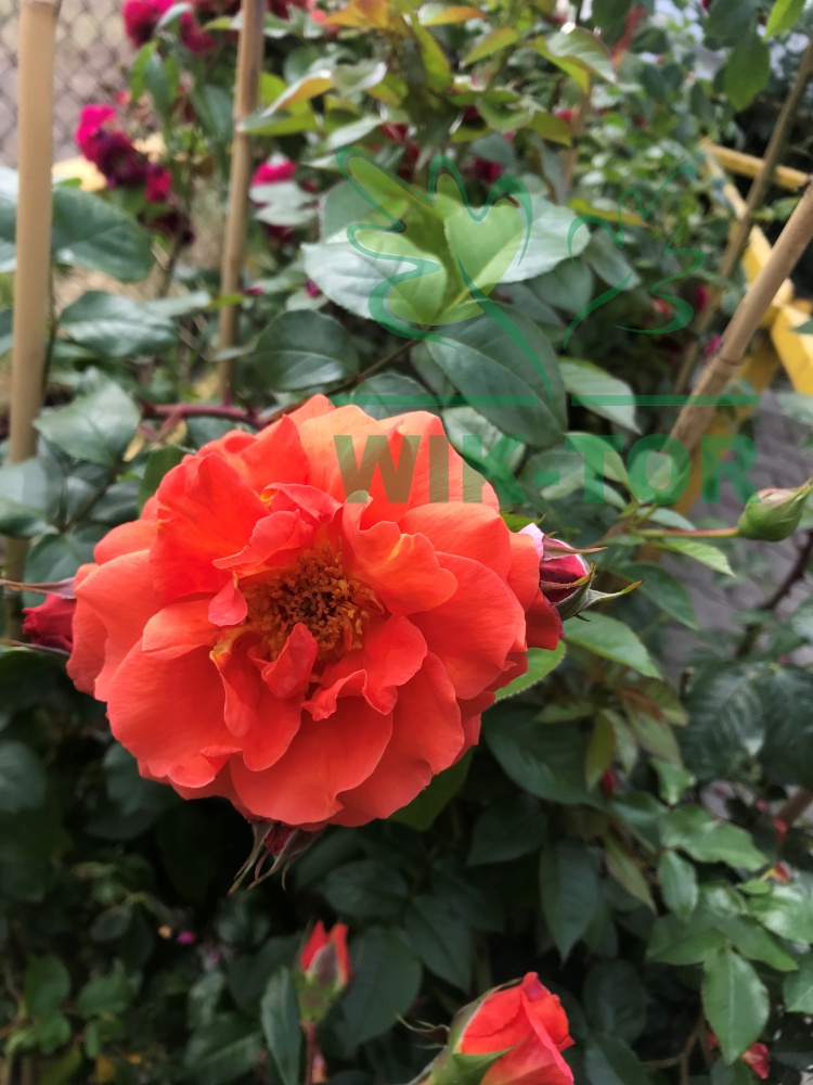 Róża pnąca Naranga® - Ogrodniczy sklep internetowy WIK-TOR